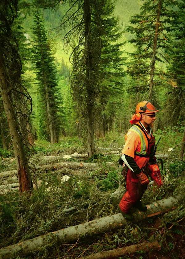Summer Glading Makes Great Tree Skiing | Island Lake Lodge