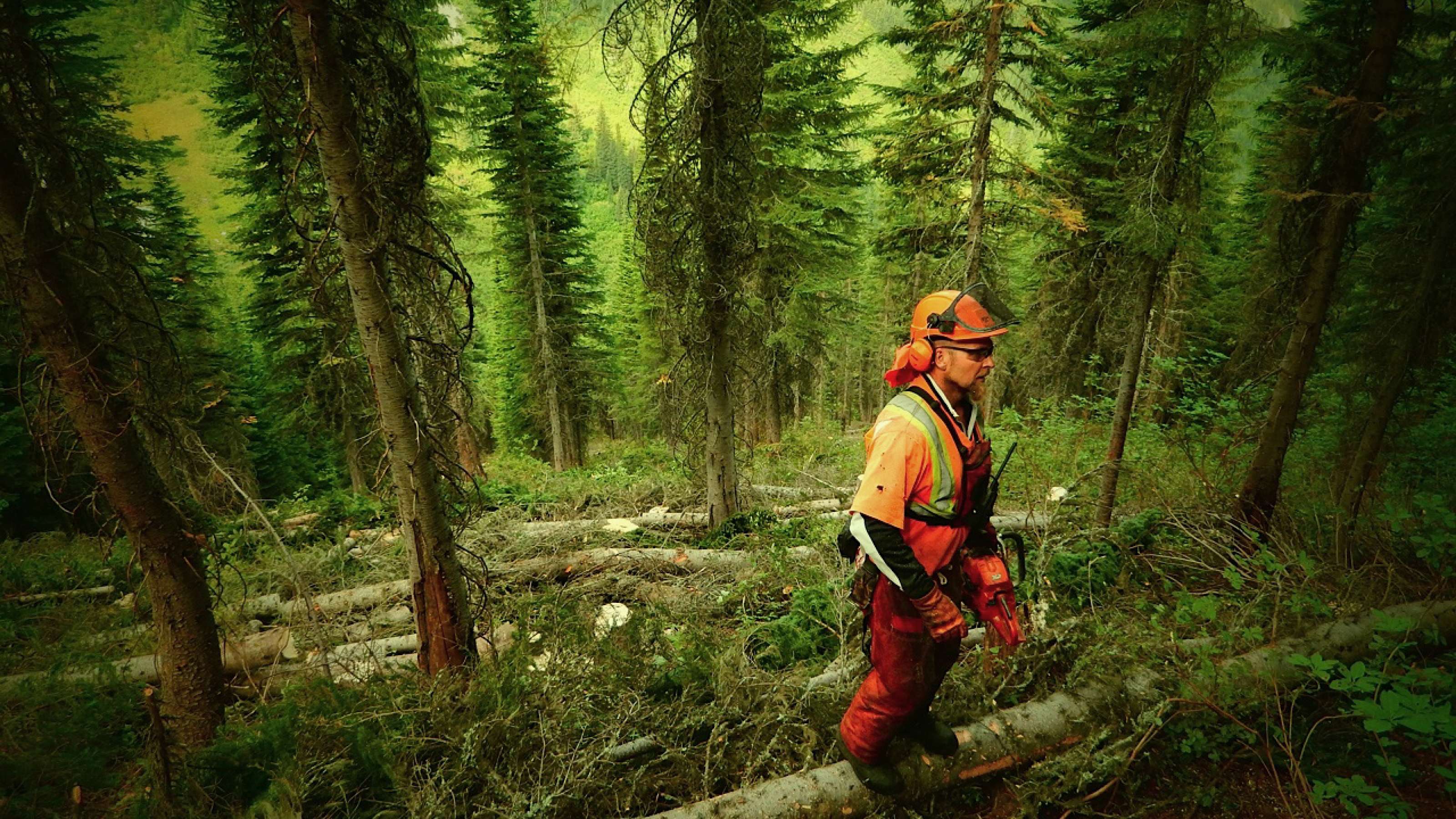 Summer Glading Makes Great Tree Skiing | Island Lake Lodge